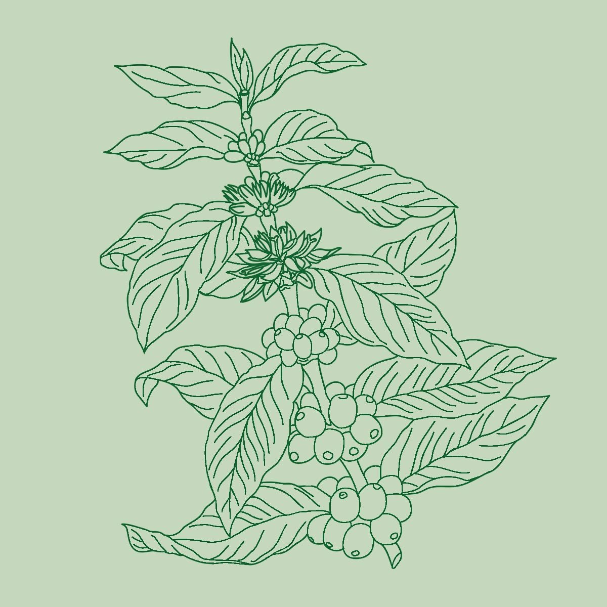 The Anatomy of a Coffee Cherry | Journal | Lykke Kaffegårdar | Lykke ...